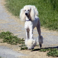 Monet - Mill Rose Masterpiece