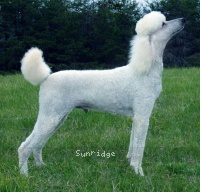 Monet - Mill Rose Masterpiece