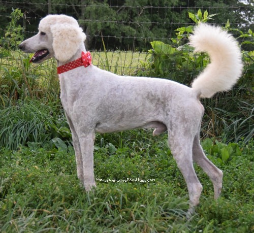 Vincent - Prince In The Sky