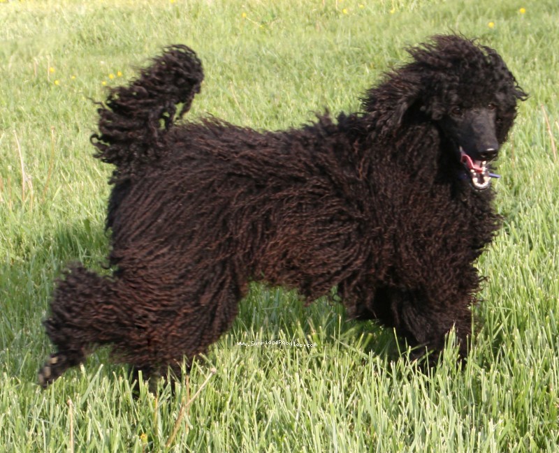Picture of Brienwoods Impressive Leap, a black standard poodle Picture of Brienwoods Impressive Leap, a black standard poodle