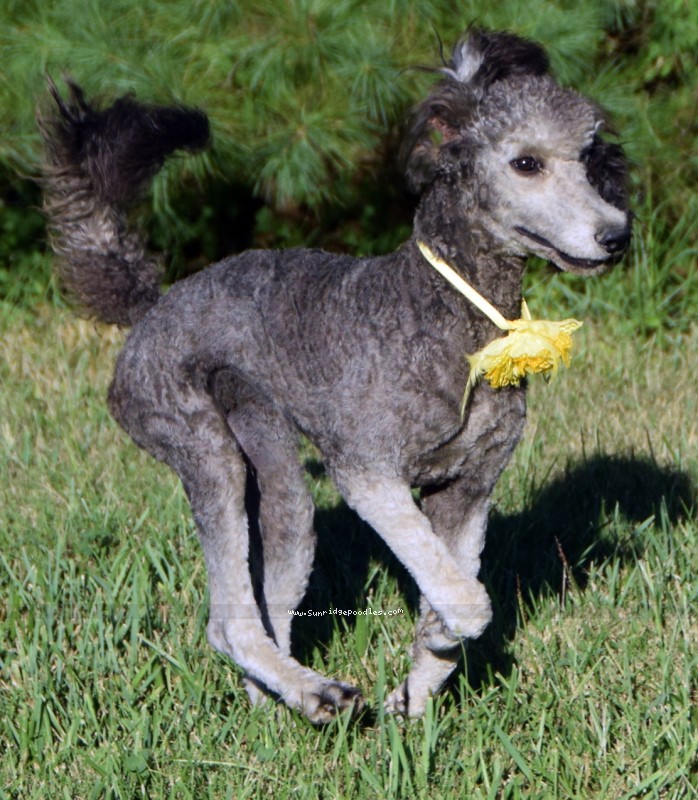 Pria (Yvette) - Sunridge Midnight Piper