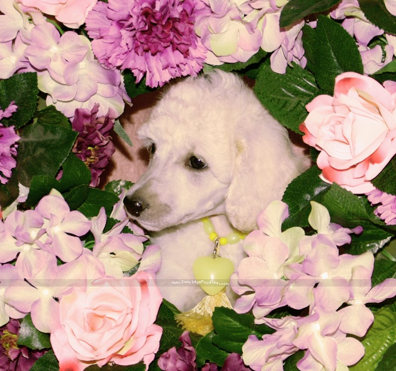 Photo of Lady Bella